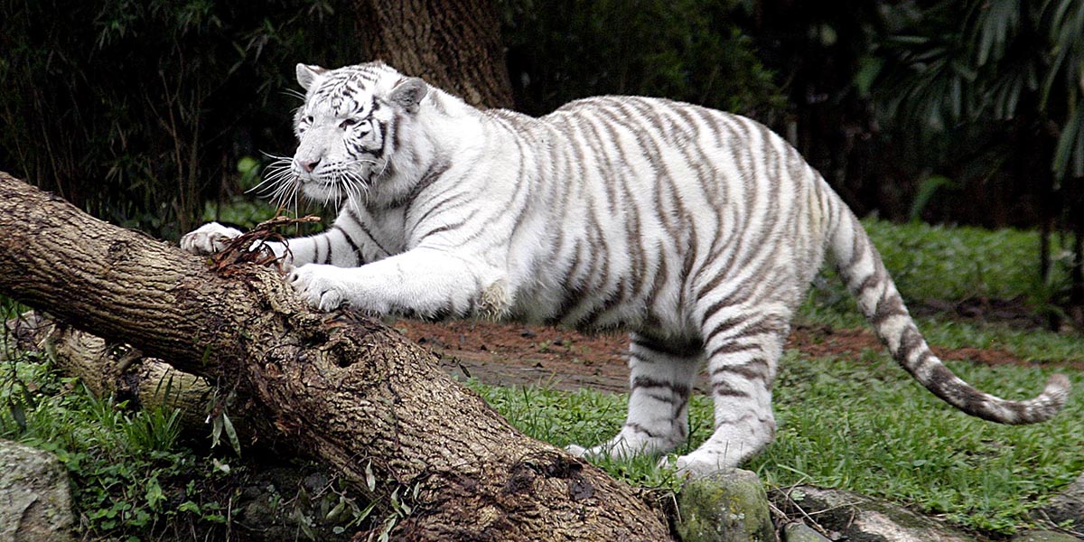 Zoológico de São Paulo